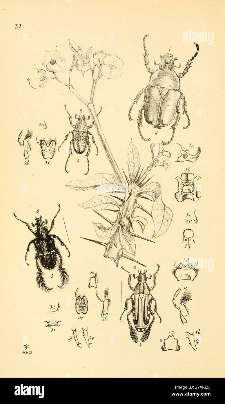 Arcana entomologica, or Illustrations of new, rare, and interesting ...