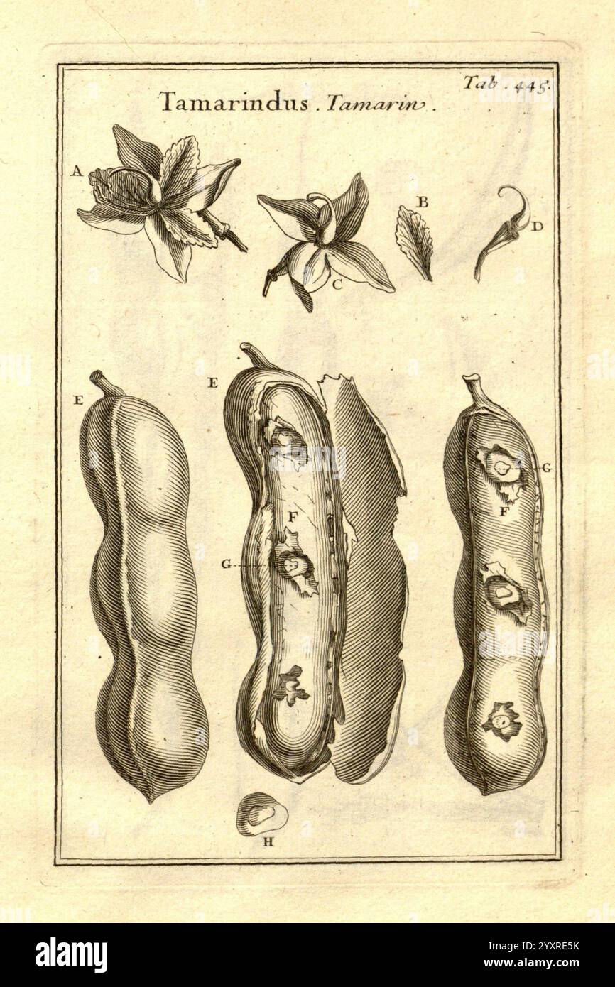 Tamarind plant hi-res stock photography and images - Alamy