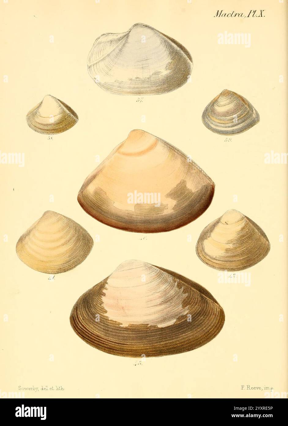 Conchologia iconica, or Illustrations of the shells of molluscous ...