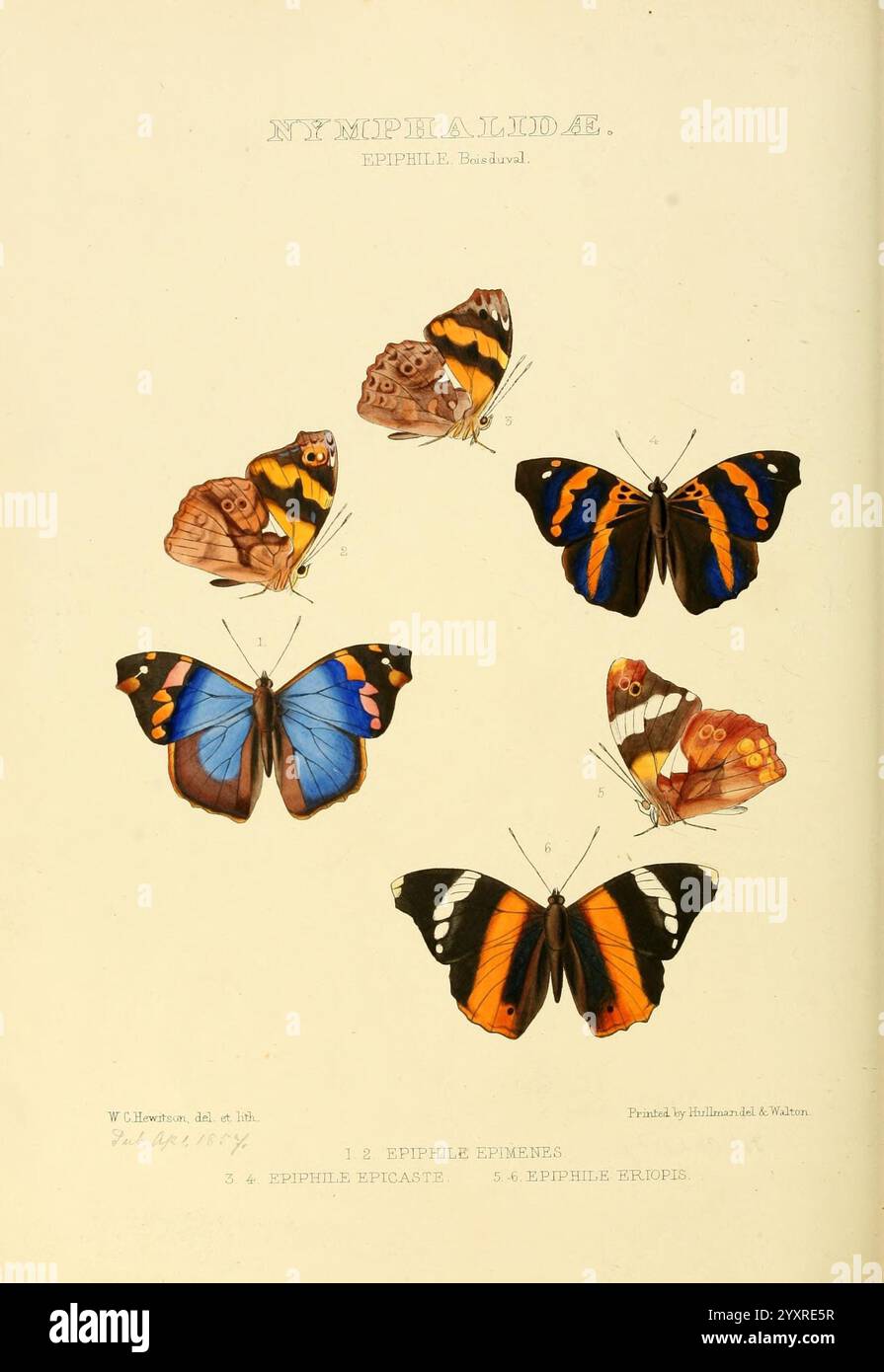 Epiphilea hi-res stock photography and images - Alamy