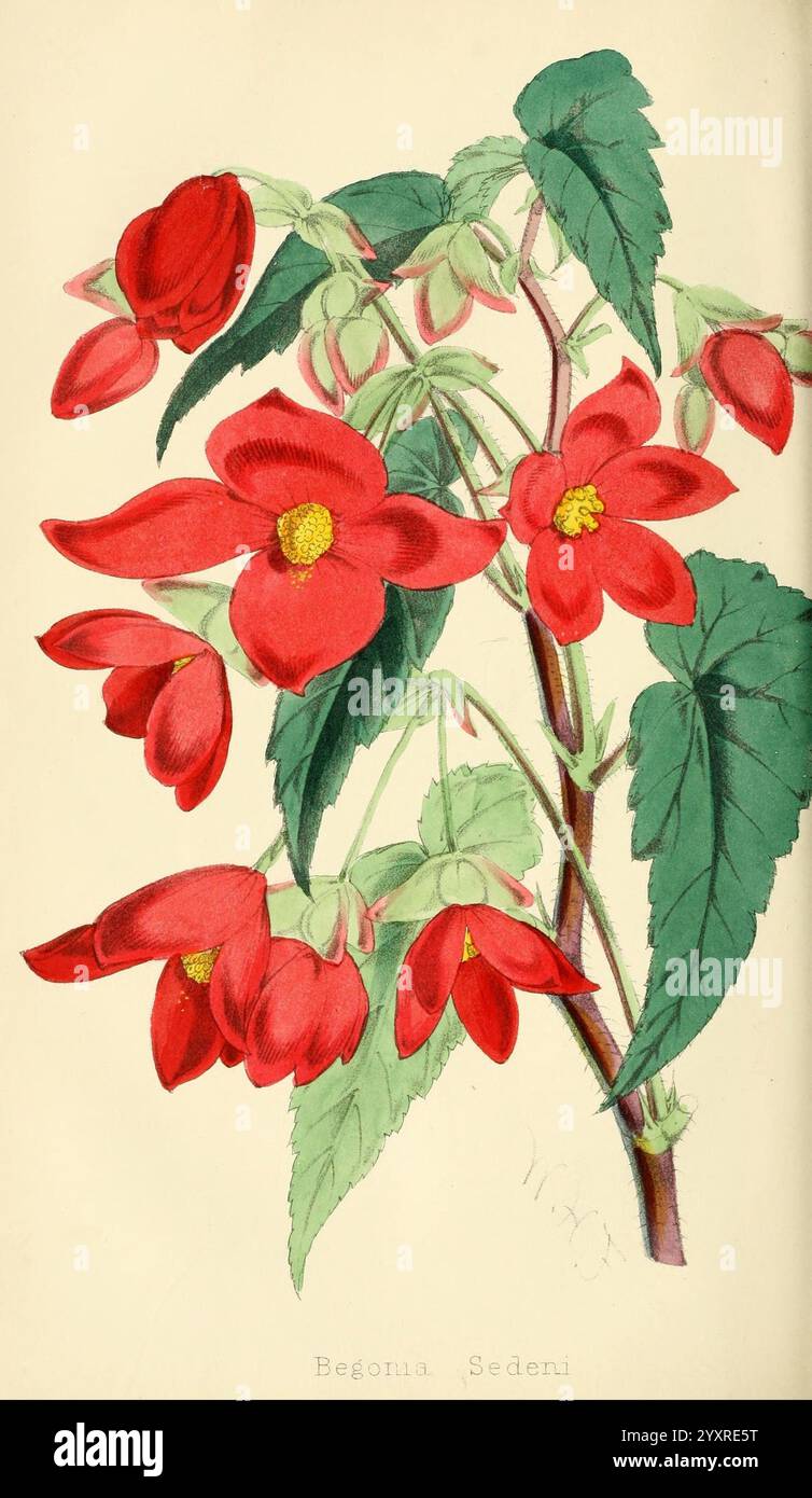 Red begonias showcases hi-res stock photography and images - Alamy
