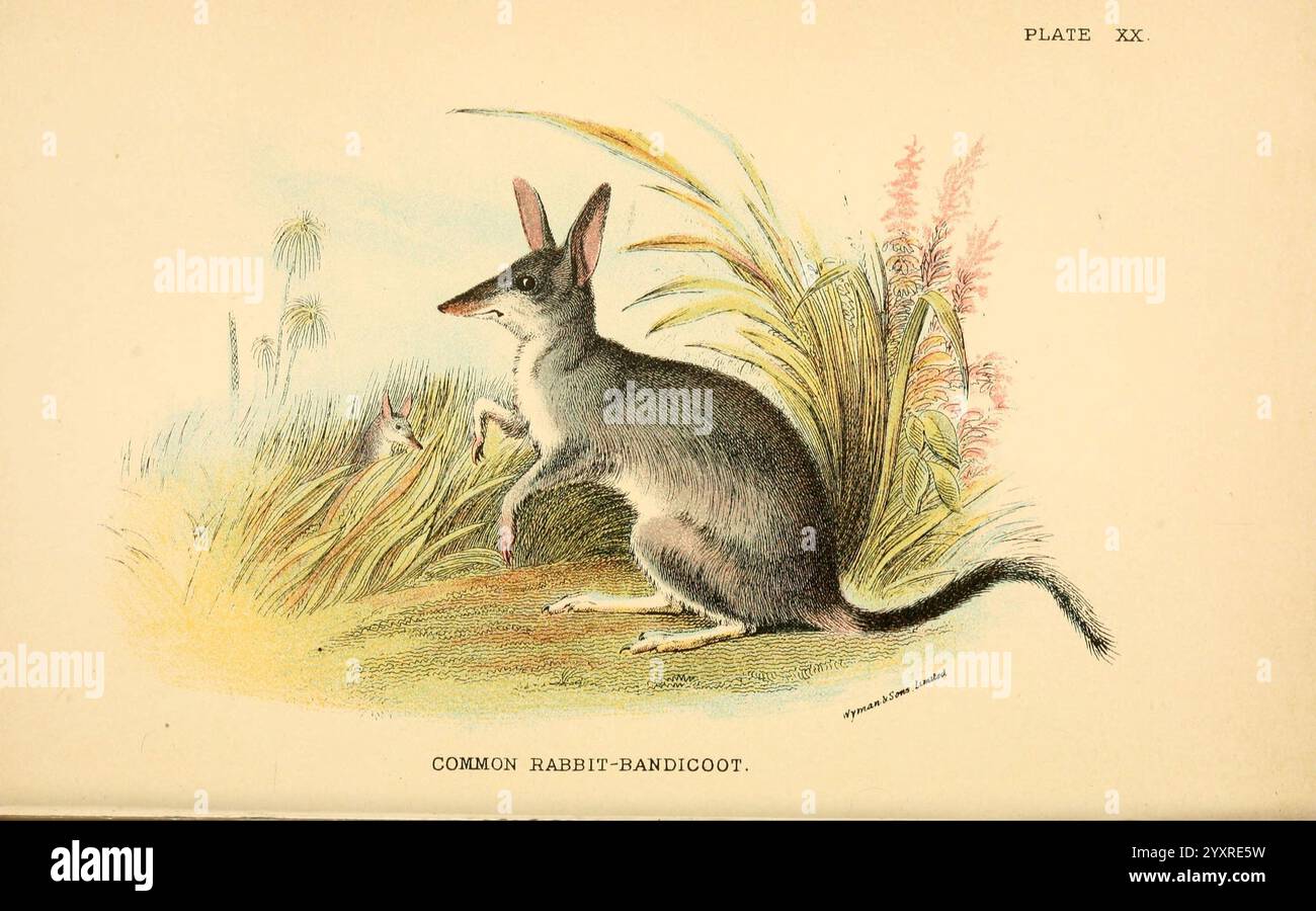 Bandicoots adaptability hi-res stock photography and images - Alamy