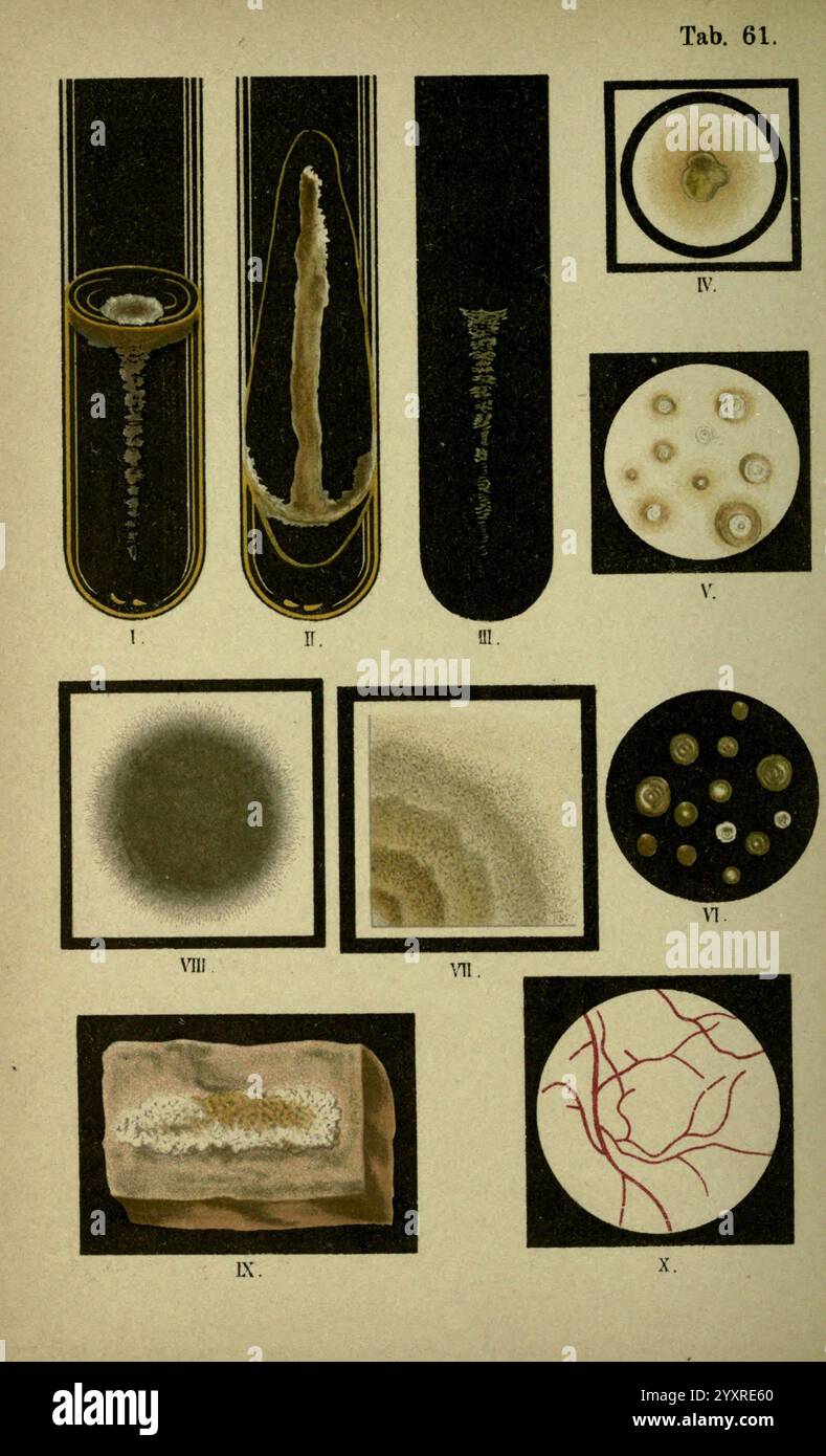 Various microscopic specimens hi-res stock photography and images - Alamy