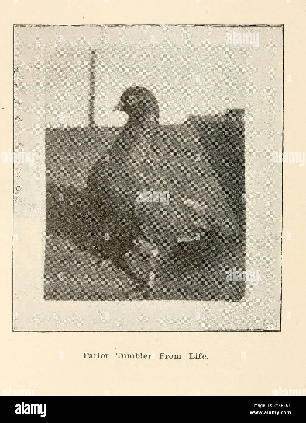 Pigeons and all about them Boston C.E. Twombly [c1898] pigeons Woods ...