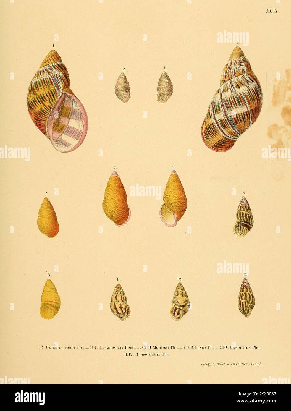 Novitates Conchologicae, Cassel, T. Fischer, 1854-79, mollusks ...