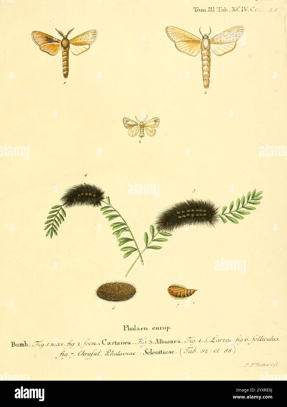 Three distinct caterpillars hi-res stock photography and images - Alamy