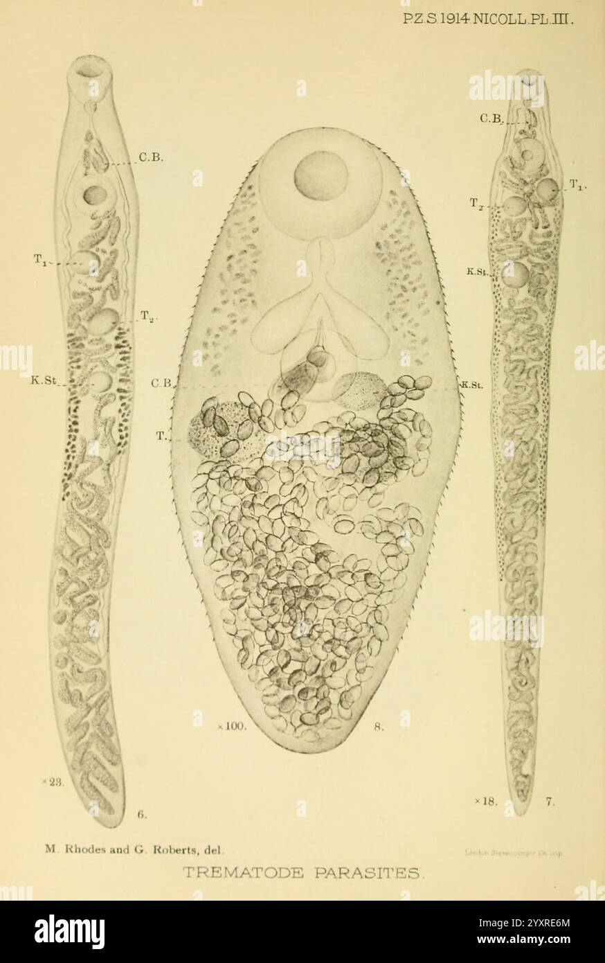 Understanding reproductive structures hi-res stock photography and ...