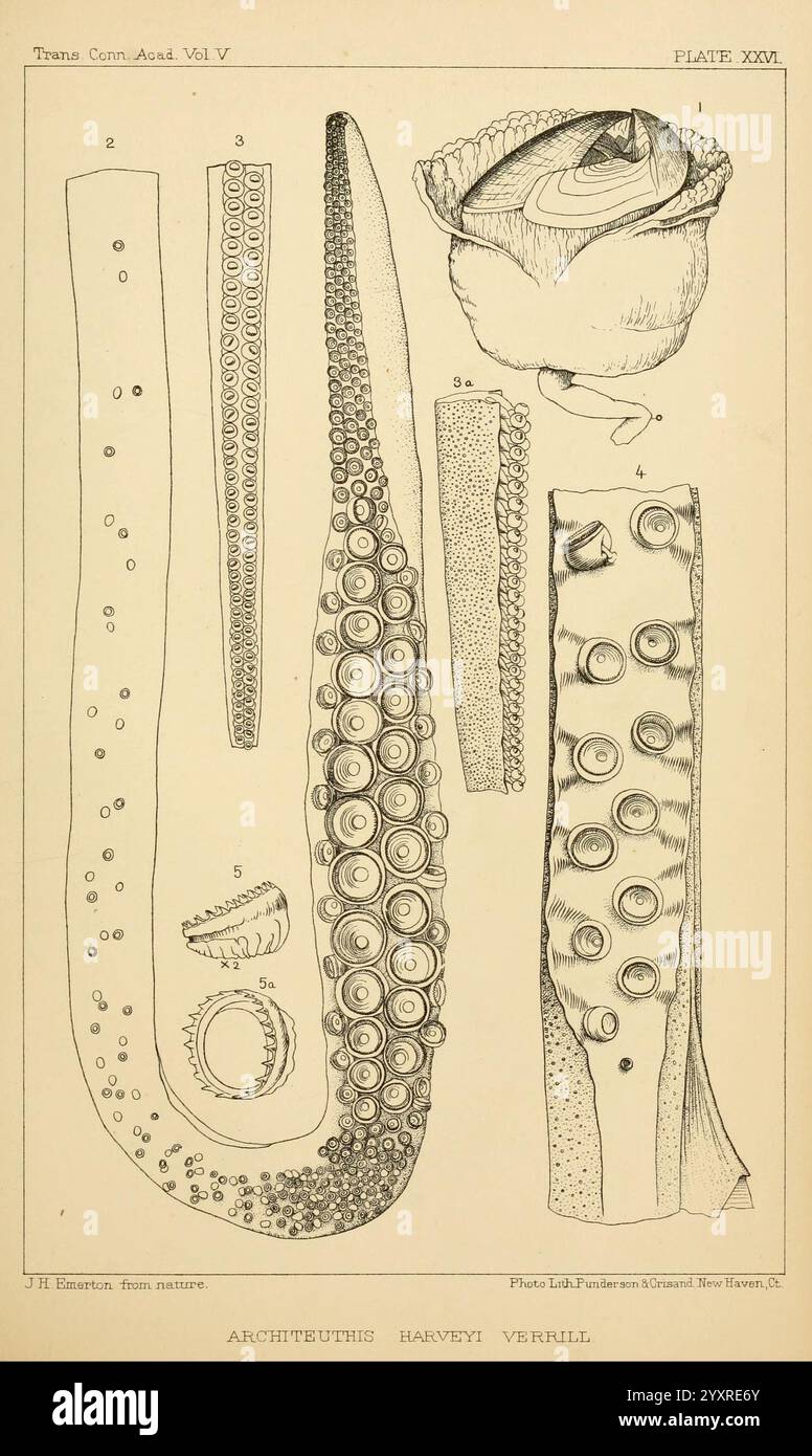 The cephalopods of the north-eastern coast of America, New Haven, Conn ...