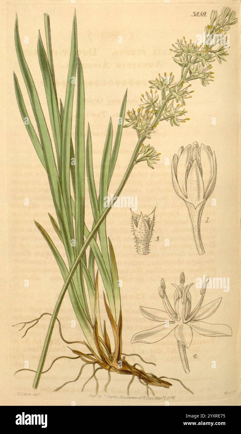 Curtis's Botanical Magazine, London, New York, botanical illustration ...