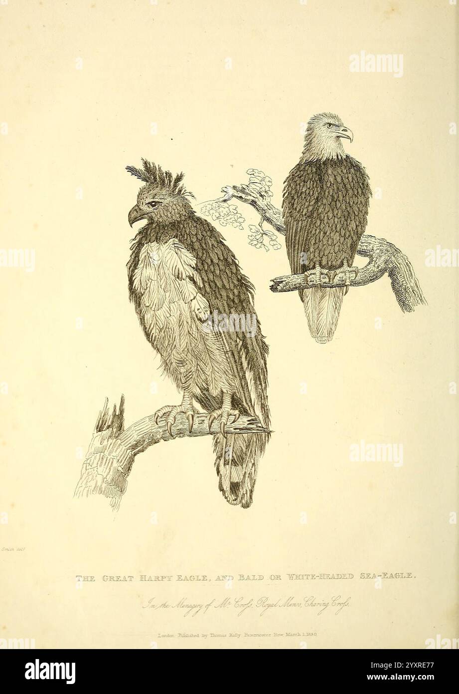 The wonders of the animal kingdom, London, T. Kelly, 1830, Great ...