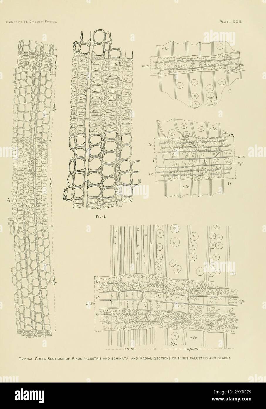 The Timber Pines Of The Southern United States 1896 pinus Southern ...