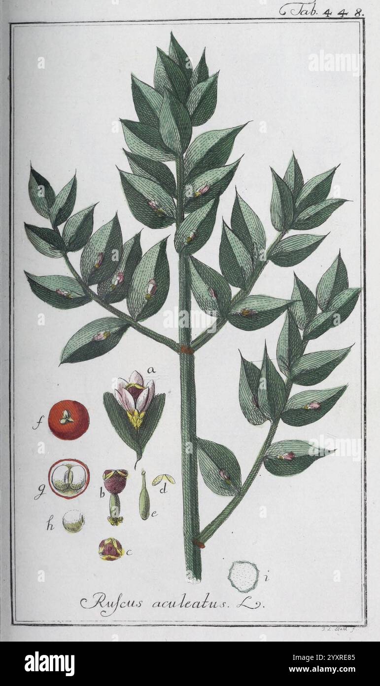 Icones Plantarum Medicinalium, Nürnberg, auf Kosten der Raspischen ...