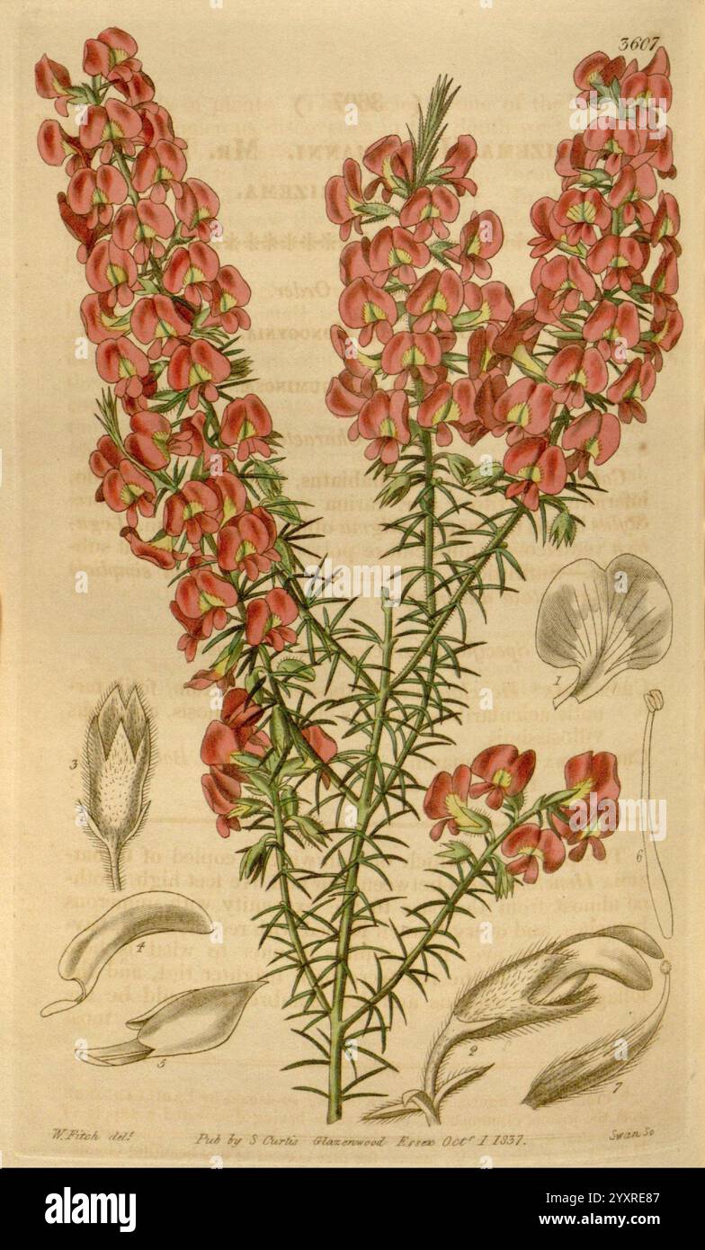 Curtis's Botanical Magazine London, New York Botanical Illustration ...