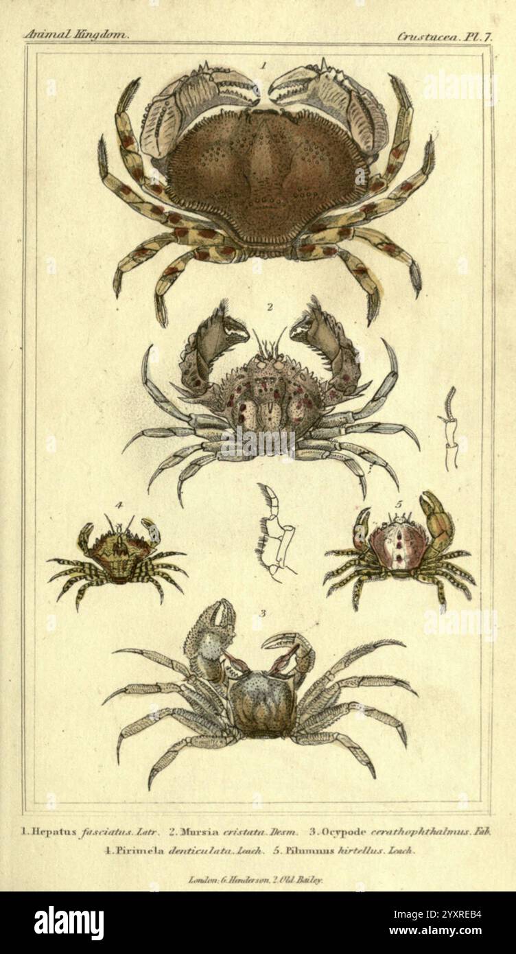 The, animal, kingdom, arranged, according, to, its, organization ...