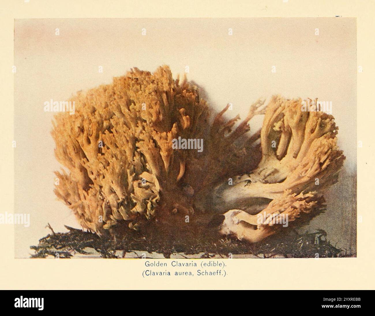 Habitat within marine ecosystems hi-res stock photography and images ...