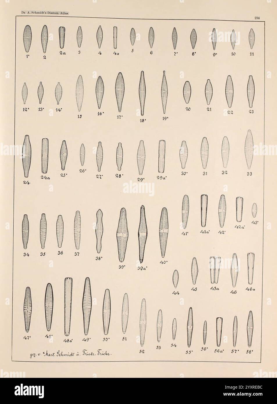 Atlas der Diatomaceen-Kunde, Leipzig, O.R. Reisland, 1874-19, atlases ...