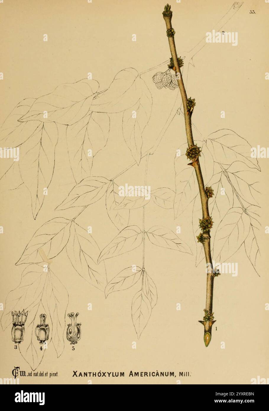 American, medicinal, plants, New York, Boericke & Tafel, c1887, botany ...