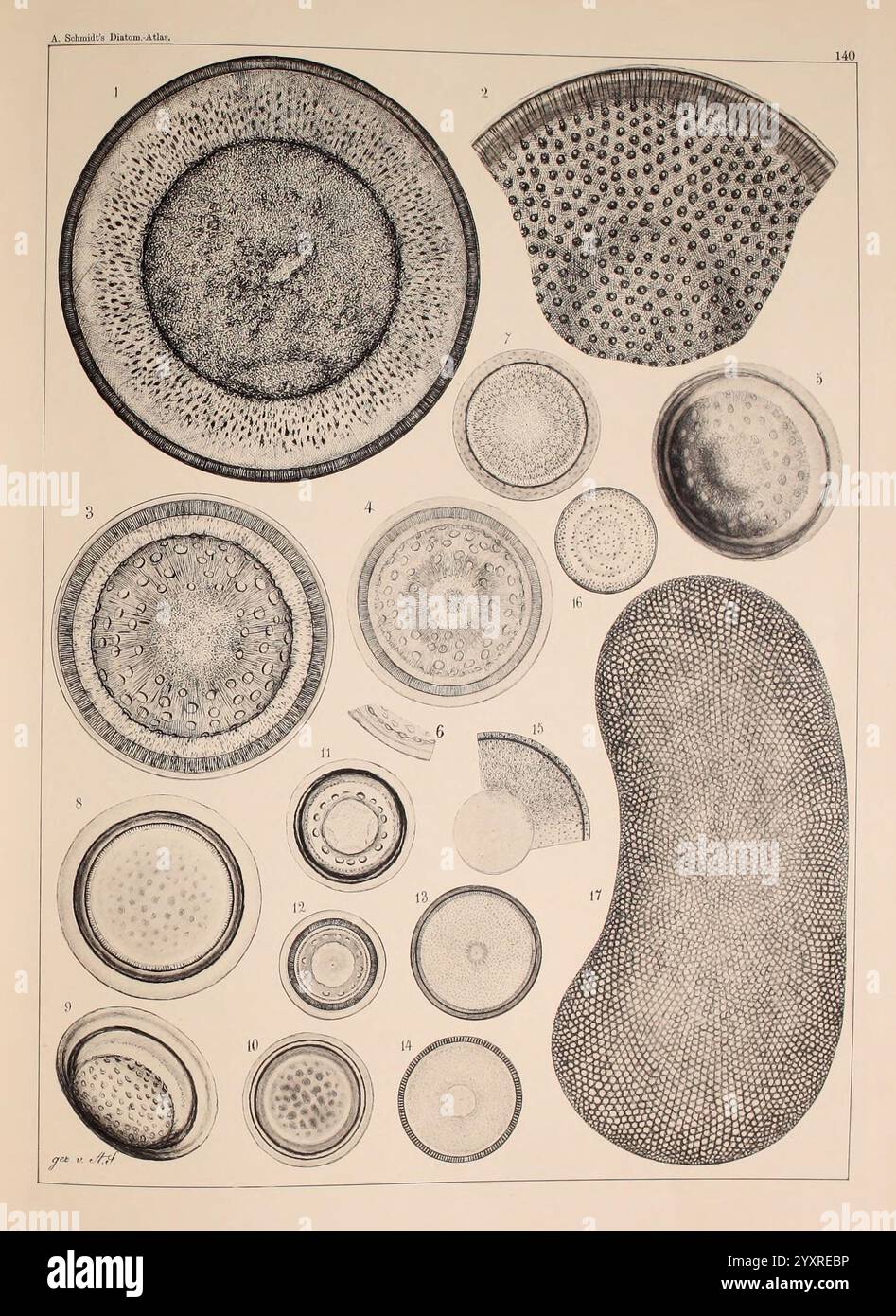 Diatom identification hi-res stock photography and images - Alamy