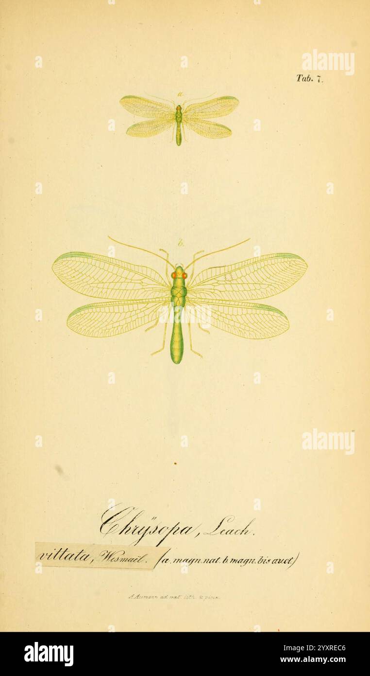 Illustration features two delicate insects hi-res stock photography and ...