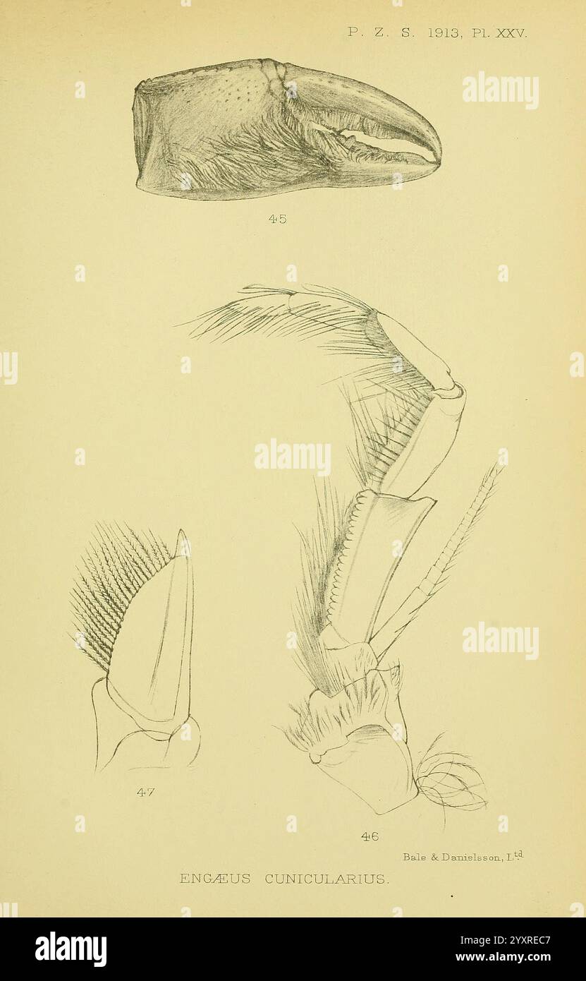 Exoskeletal structures hi-res stock photography and images - Alamy