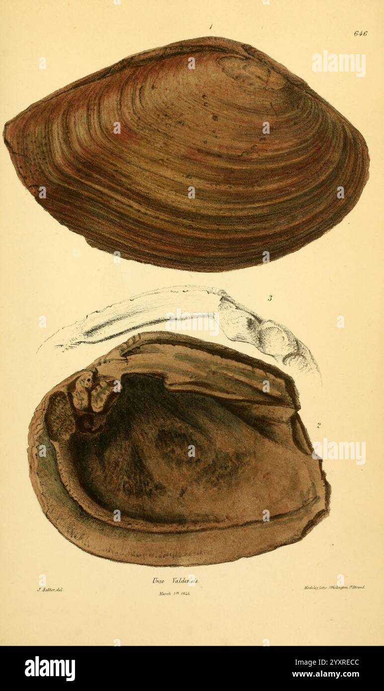 The mineral conchology of Great Britain, London, Printed by B. Meredith ...