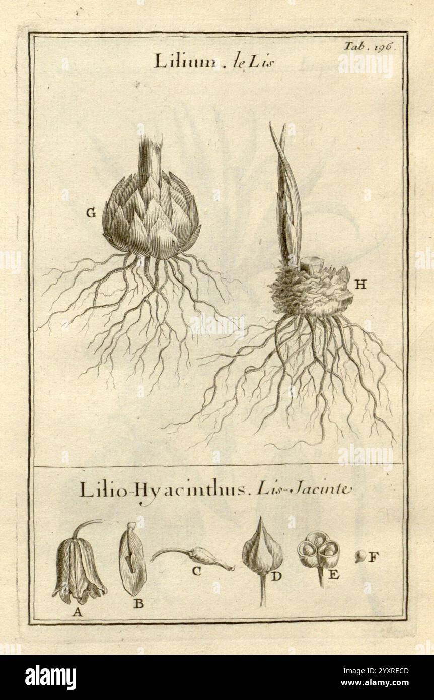 Second plant exhibits hi-res stock photography and images - Alamy