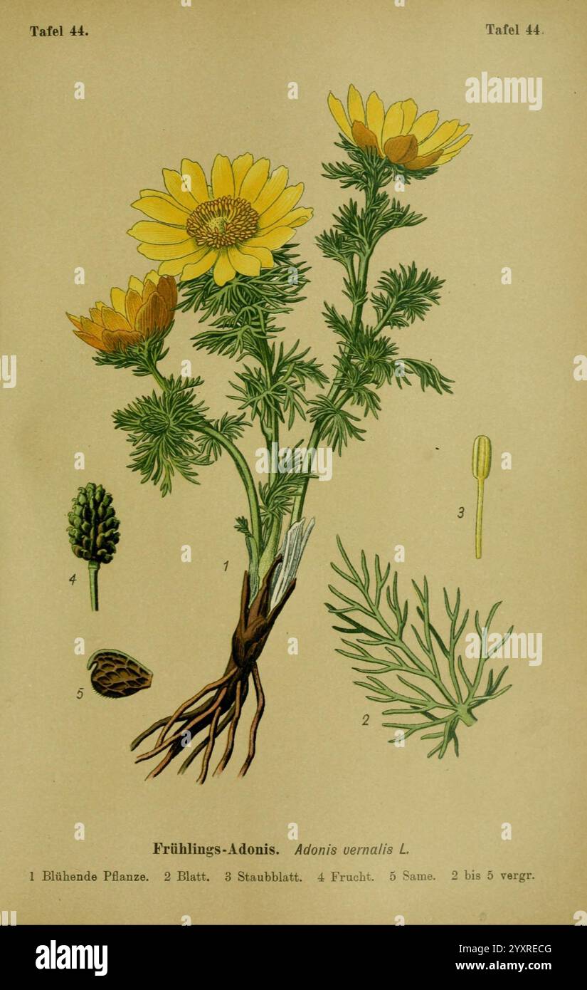 Die Giftpflanzen Deutschlands, Braunschweig, F. Vieweg, 1910, Germany, poisonous plants, A ...