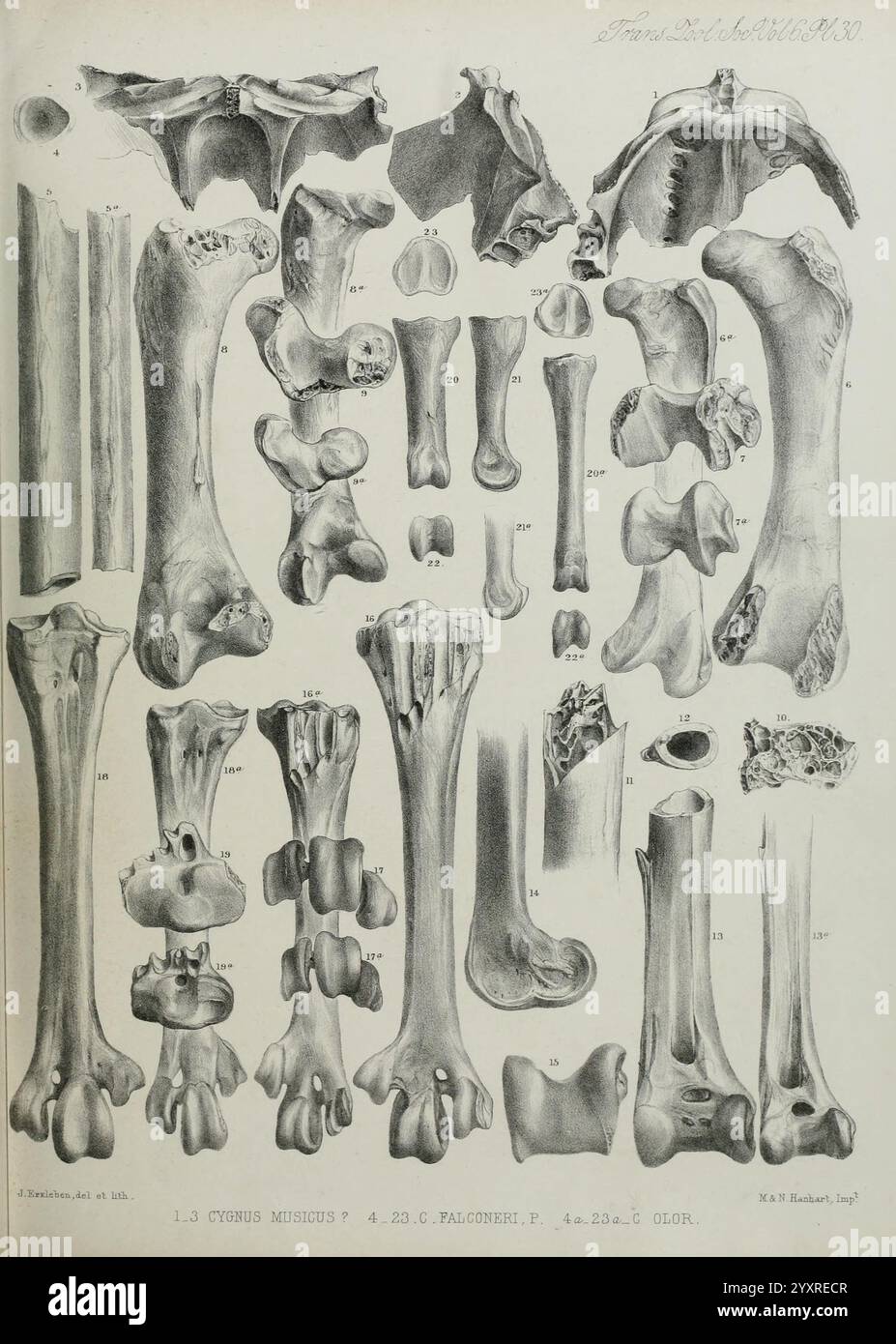 Understanding human skeletal structure hi-res stock photography and ...