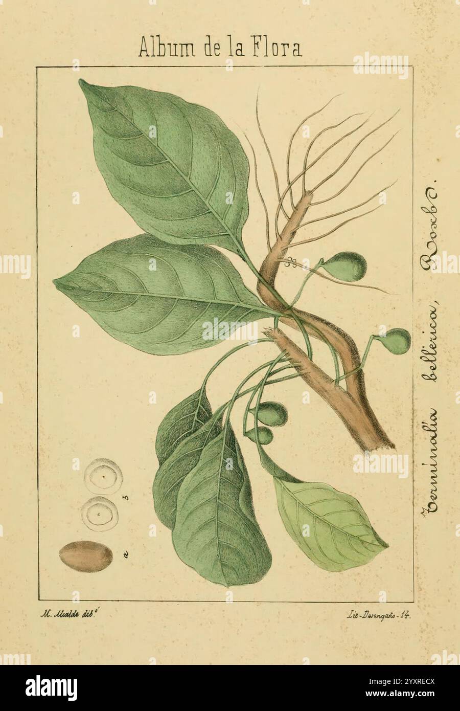 Album de la flora me?dico-farmace?utica e? industrial, indi?gena y exo ...