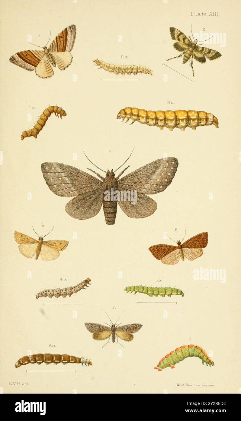 Large moth features hi-res stock photography and images - Alamy