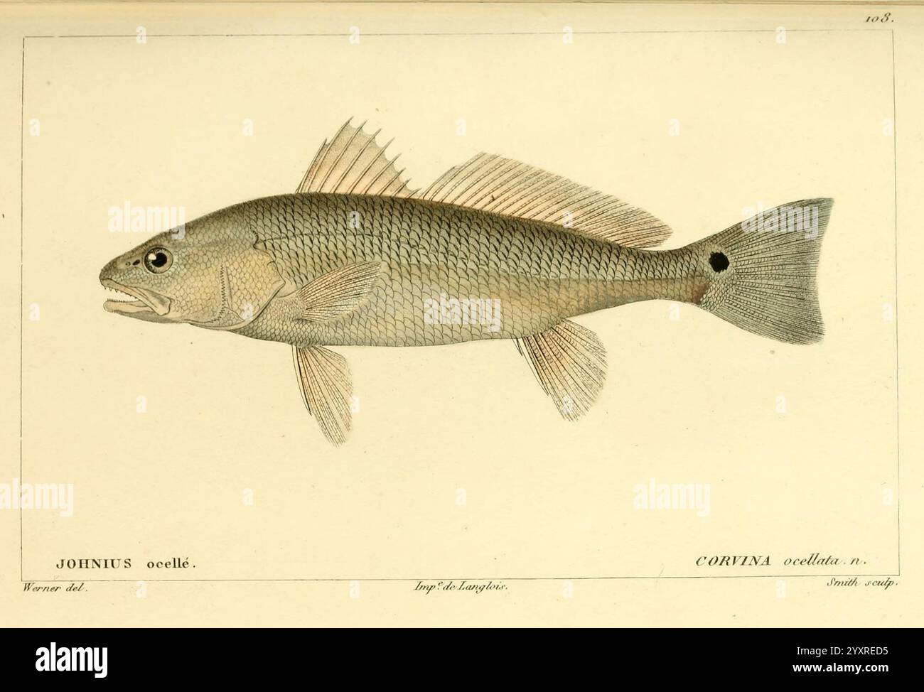 Histoire naturelle des poissons, Paris, Chez F. G. Levrault, 1828-1849 ...
