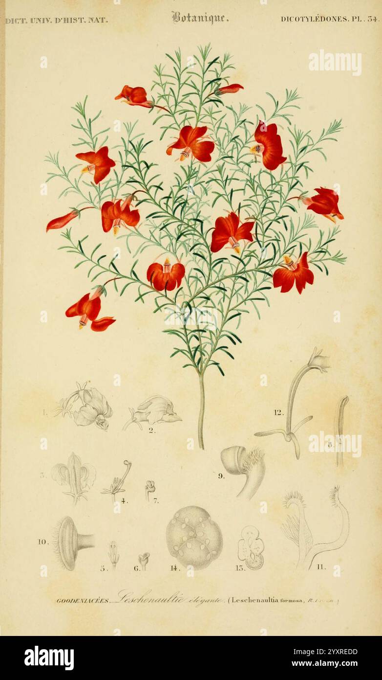 Understanding botanical anatomy hi-res stock photography and images - Alamy