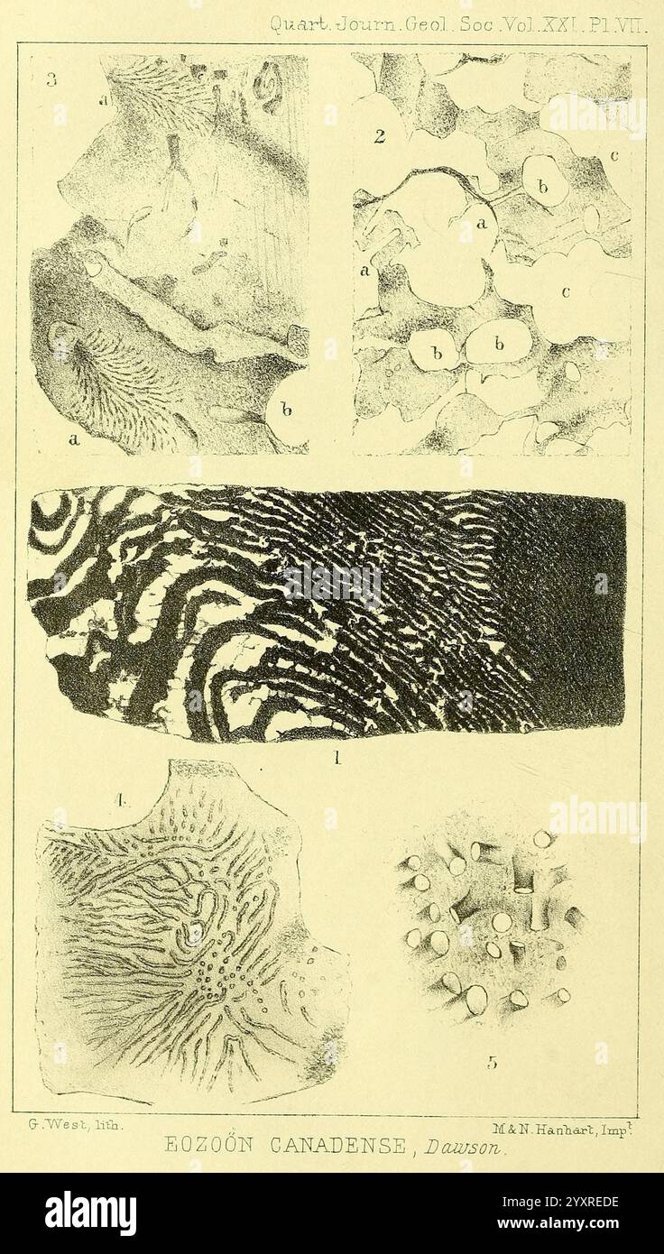 Elongated vertical illustration captures hi-res stock photography and ...