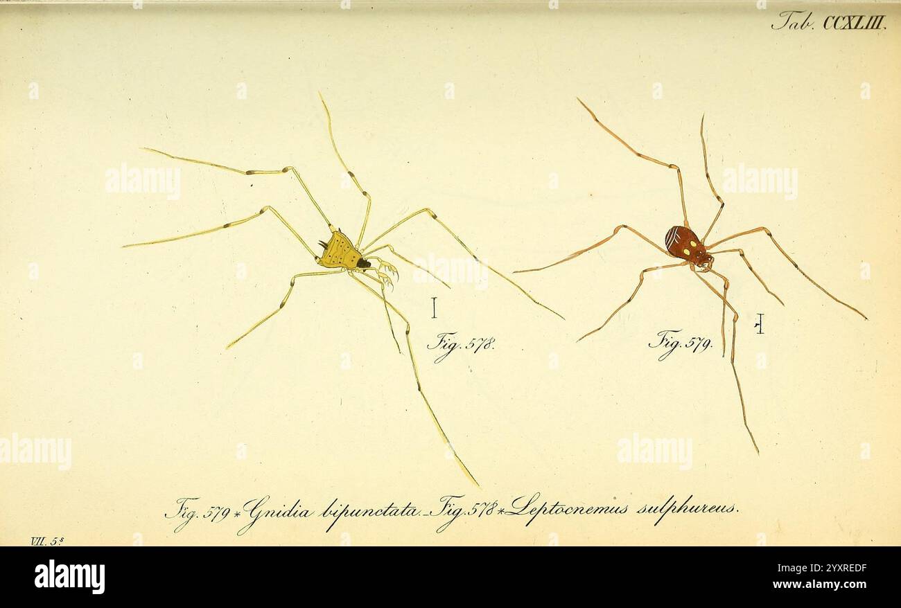 Lower spider displays hi-res stock photography and images - Alamy