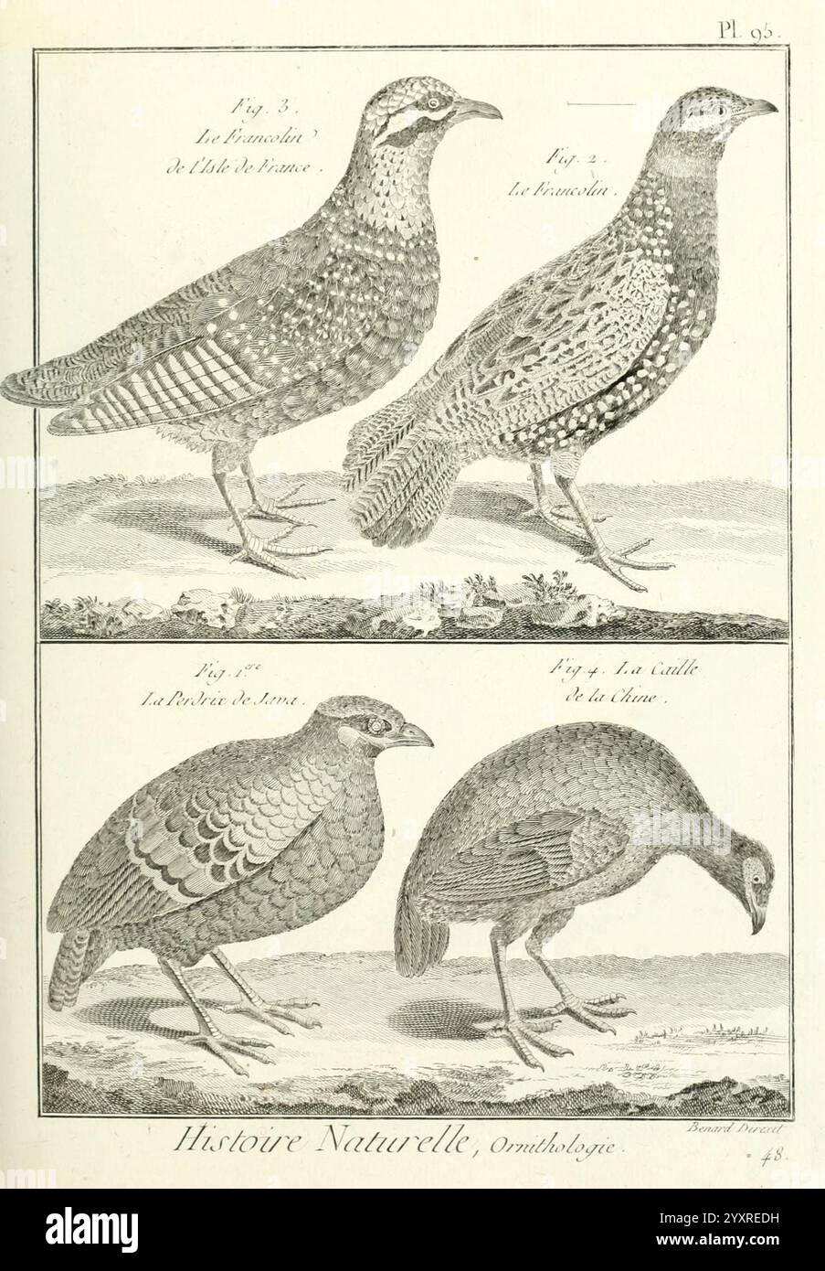 Lower section highlights two additional birds hi-res stock photography ...