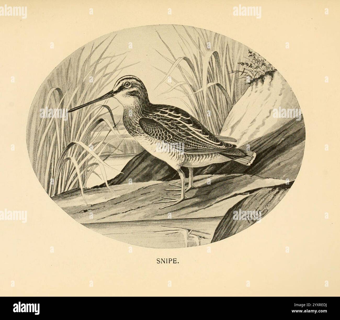 Feathered, game, of, the, Northeast, New York, T.Y, Crowell, &, Co ...