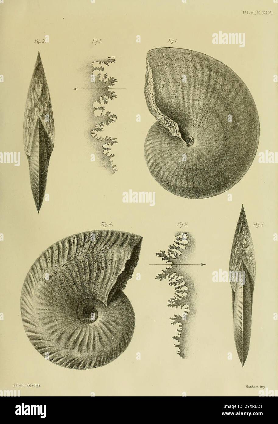 Monograph on the Lias Ammonites of the British Islands London, Printed ...