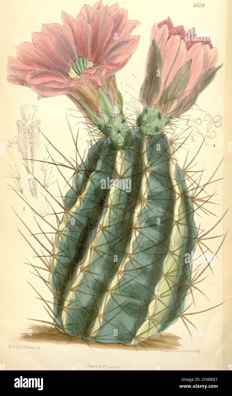 Cactuss structure hi-res stock photography and images - Alamy