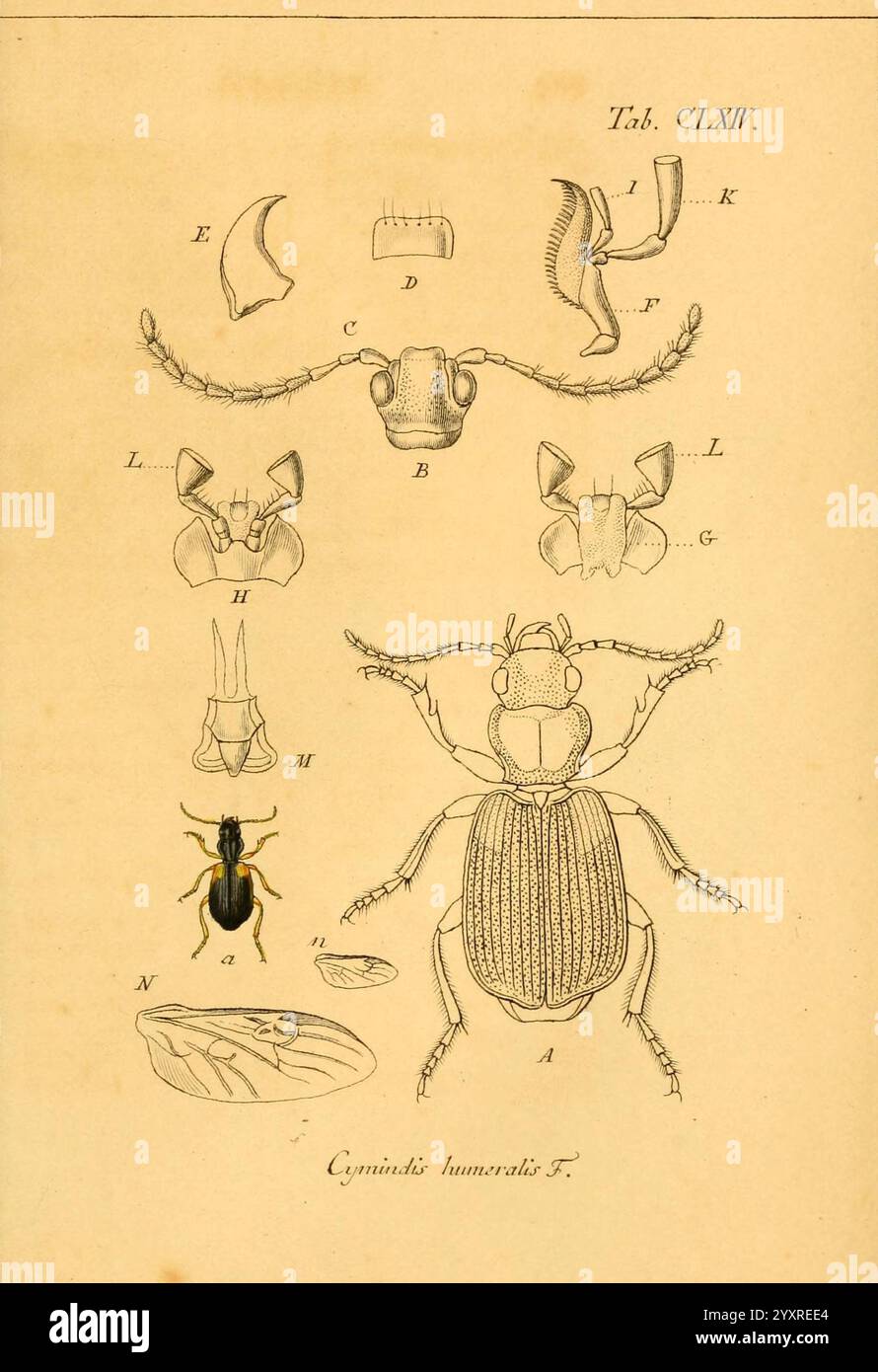 Deutschlands Insecten Nürnberg, Gedruckt auf Kosten des Verfassers ...
