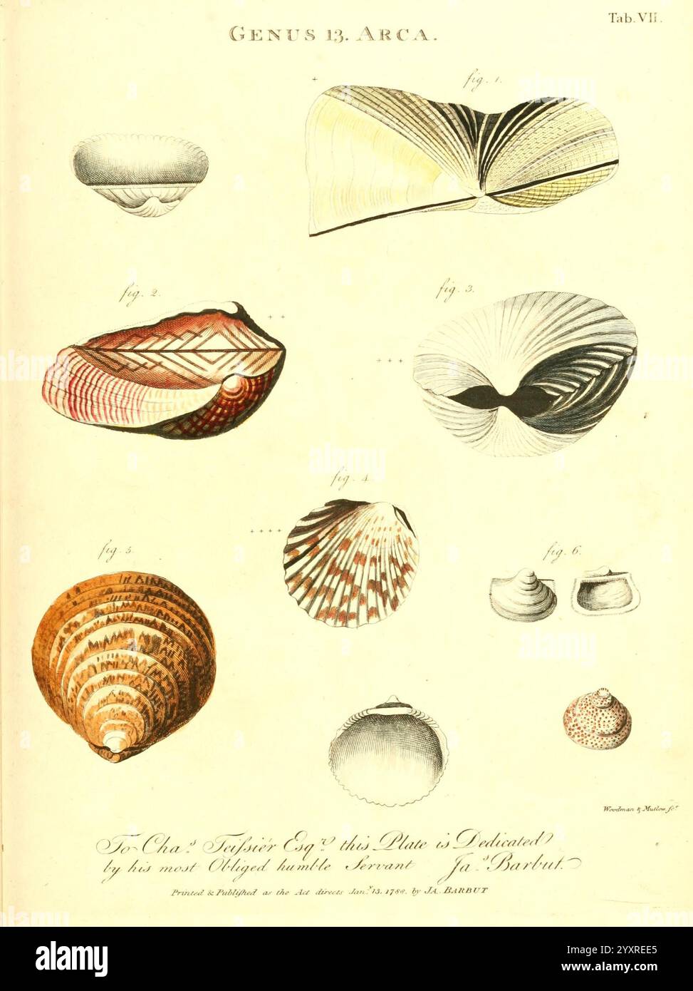 Arca pectunculus hi-res stock photography and images - Alamy