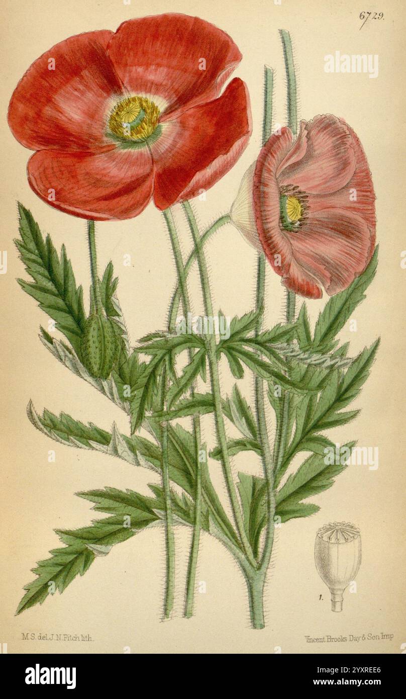 Curtis's Botanical Magazine London, New York botanical illustration ...