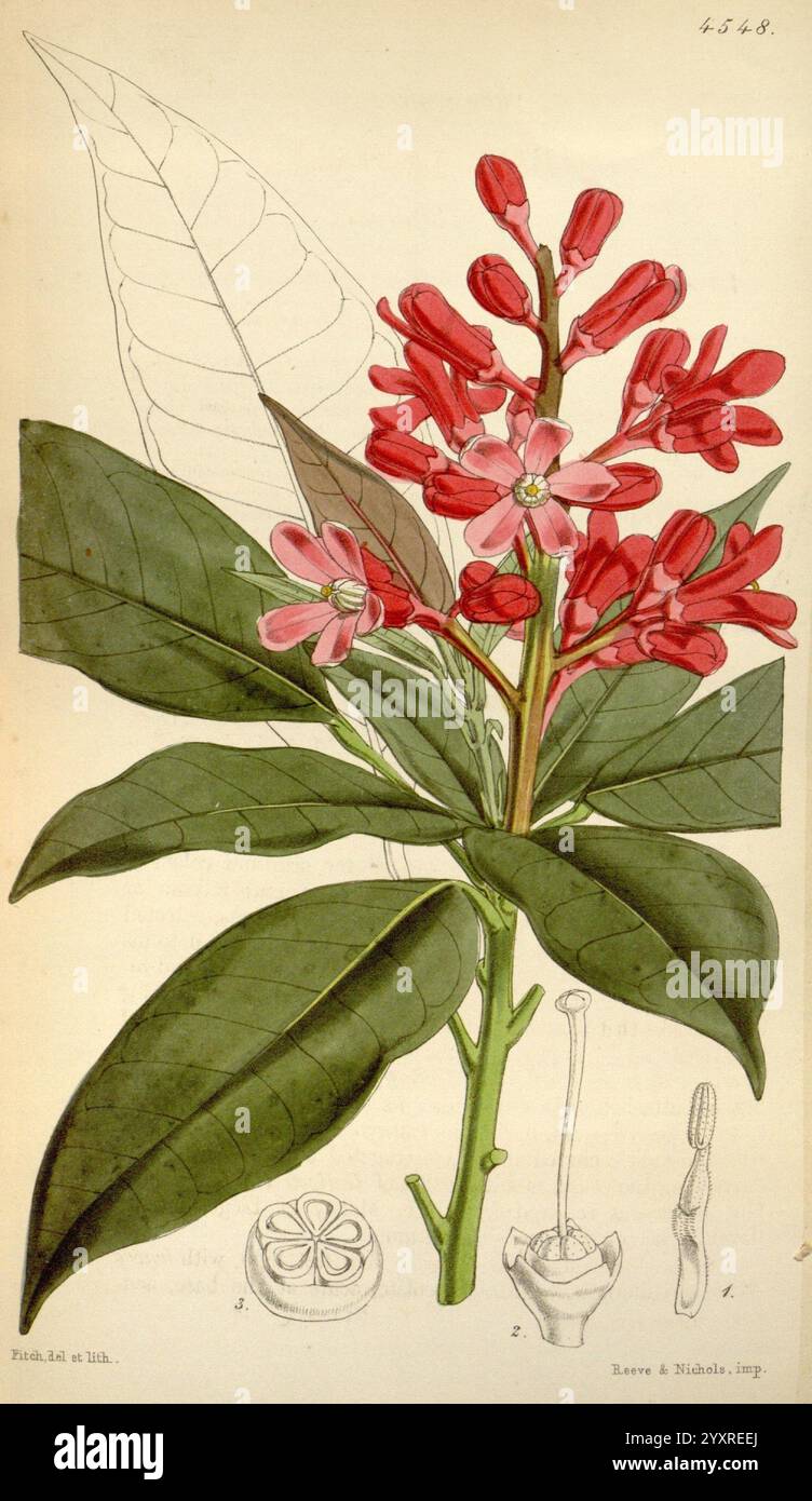 Drawing highlights various parts hi-res stock photography and images ...