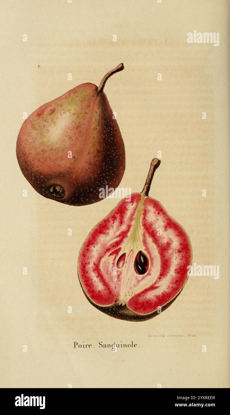 Pears distinct characteristics hi-res stock photography and images - Alamy