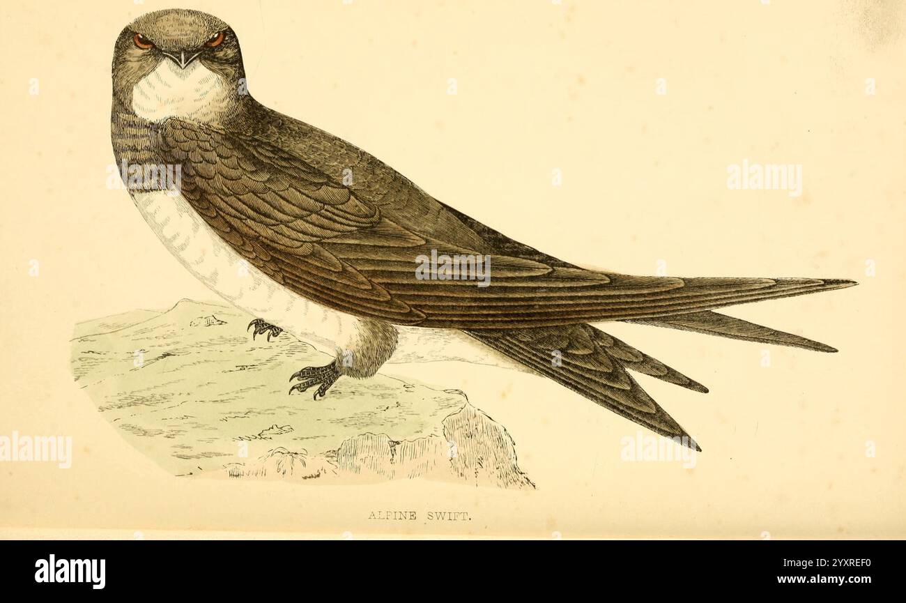 A history of British birds.1863-1866?, birds, Great Britain, bird, A ...