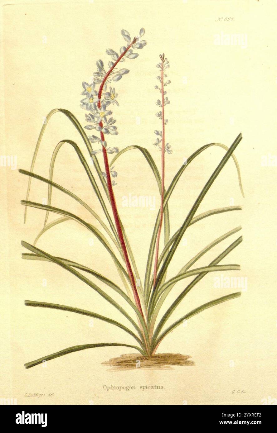 Prominent flowering spikes rise hi-res stock photography and images - Alamy