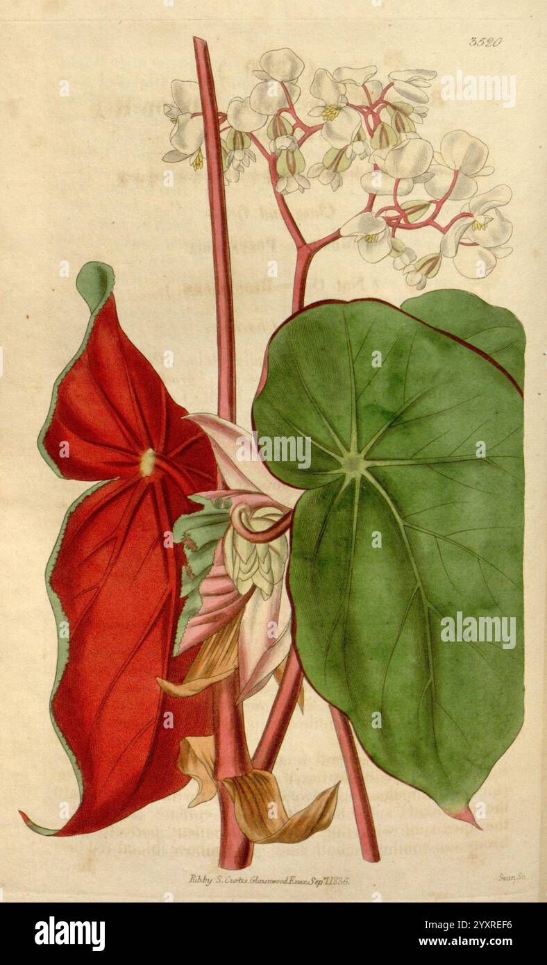 Begonia leaf shapes hi-res stock photography and images - Alamy