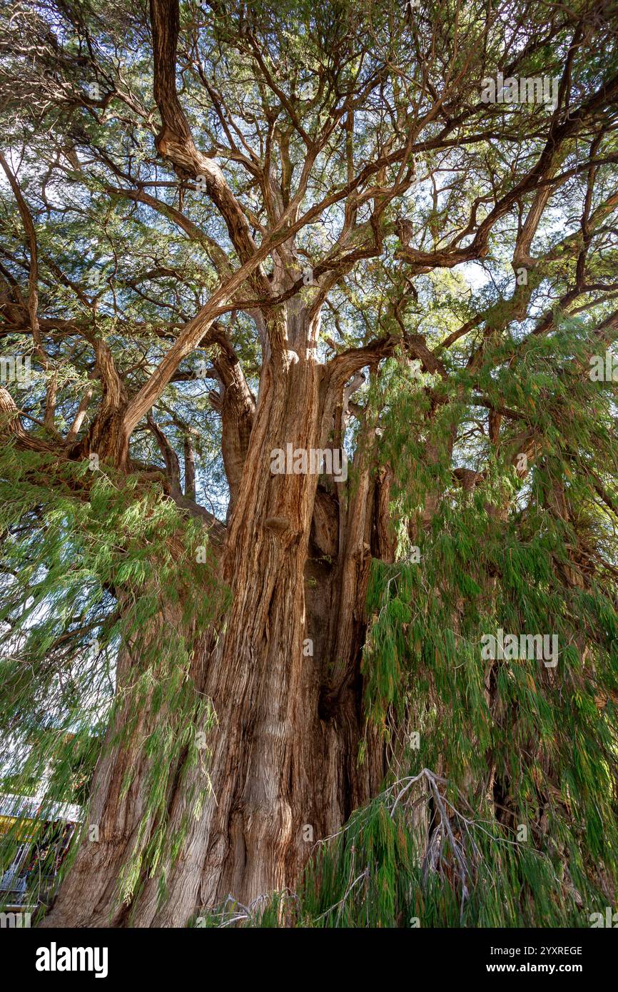 Tule tree, or árbol del tule, at Santa María del Tule, Oaxaca, Mexico ...