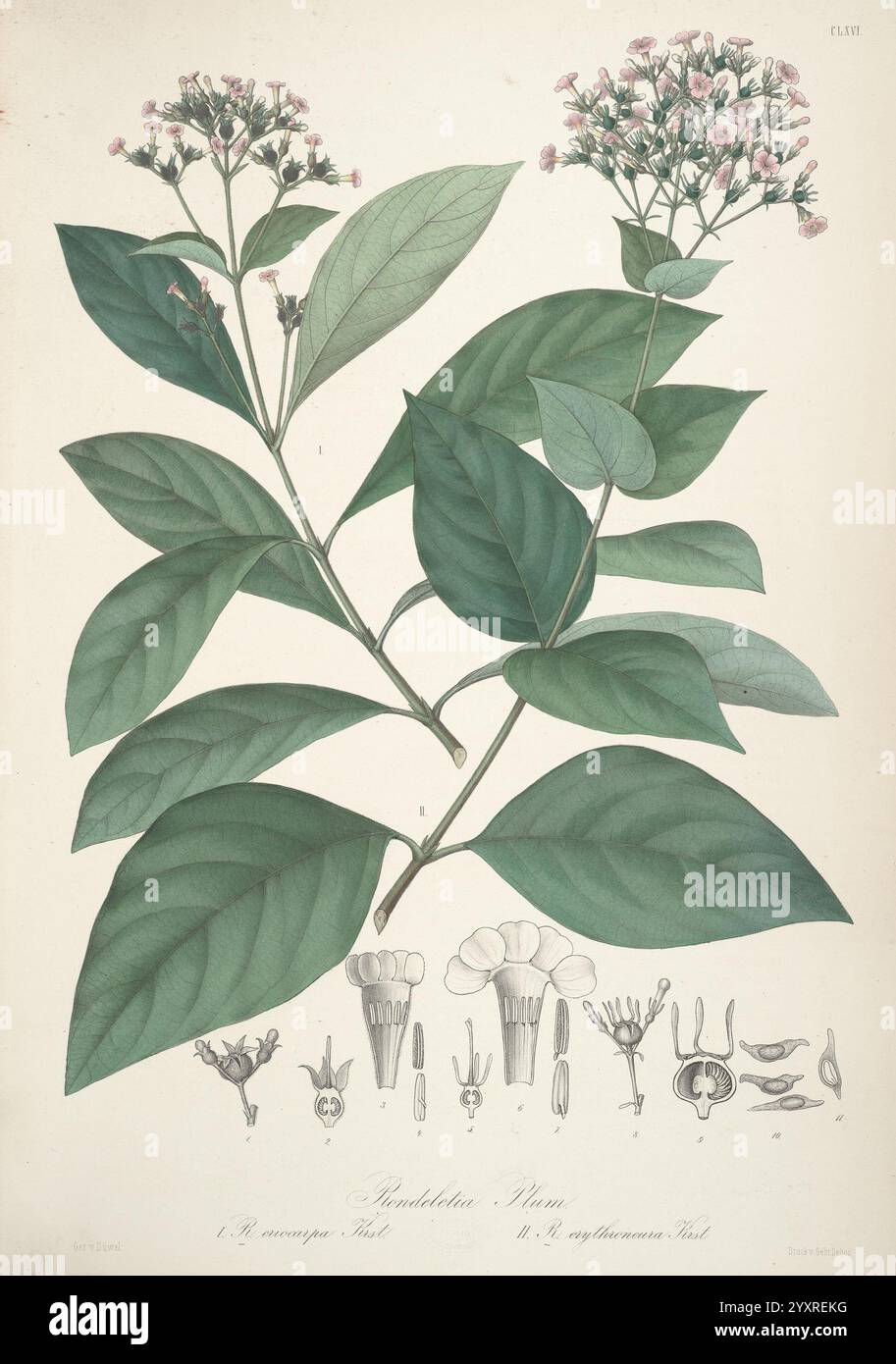 Annotated illustrations provide hi-res stock photography and images - Alamy