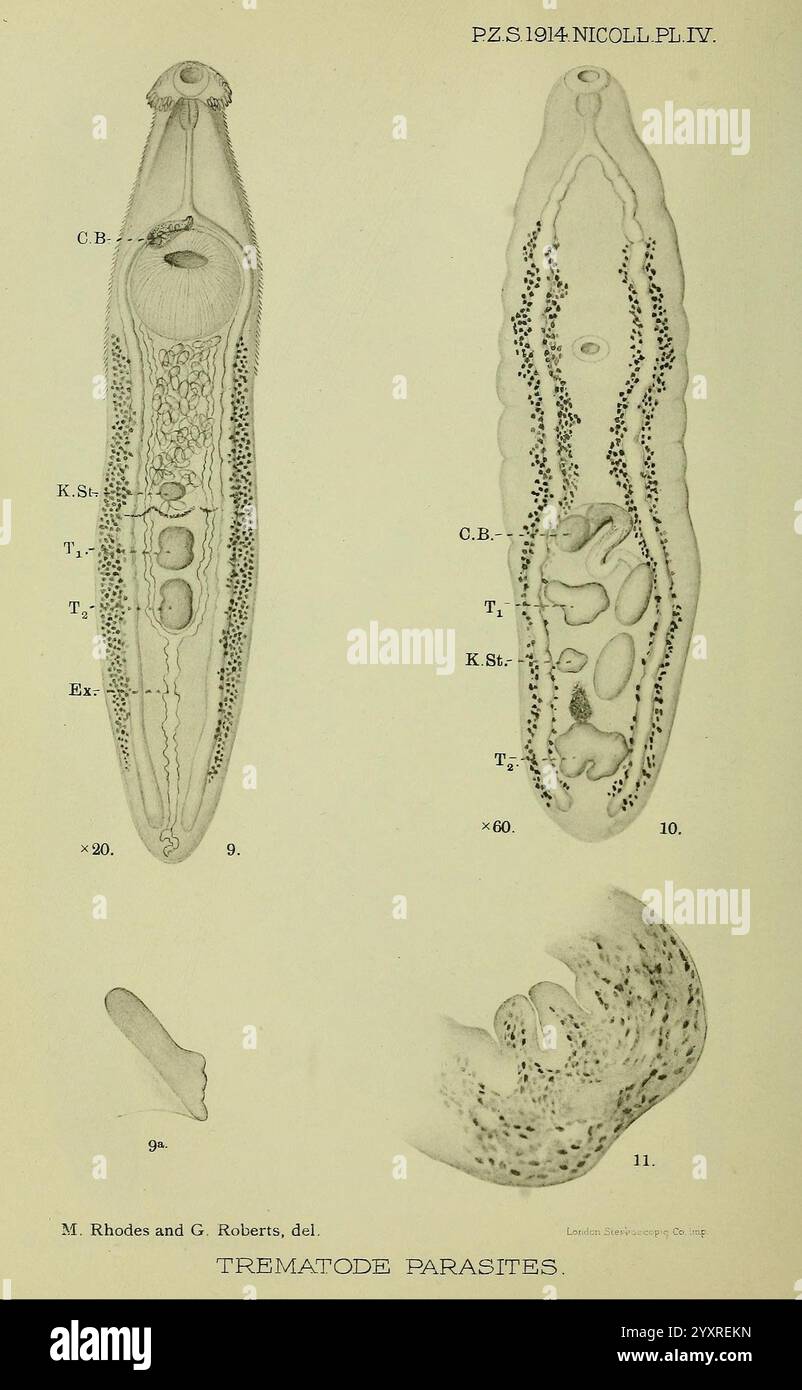 Top section displays two detailed representations hi-res stock ...