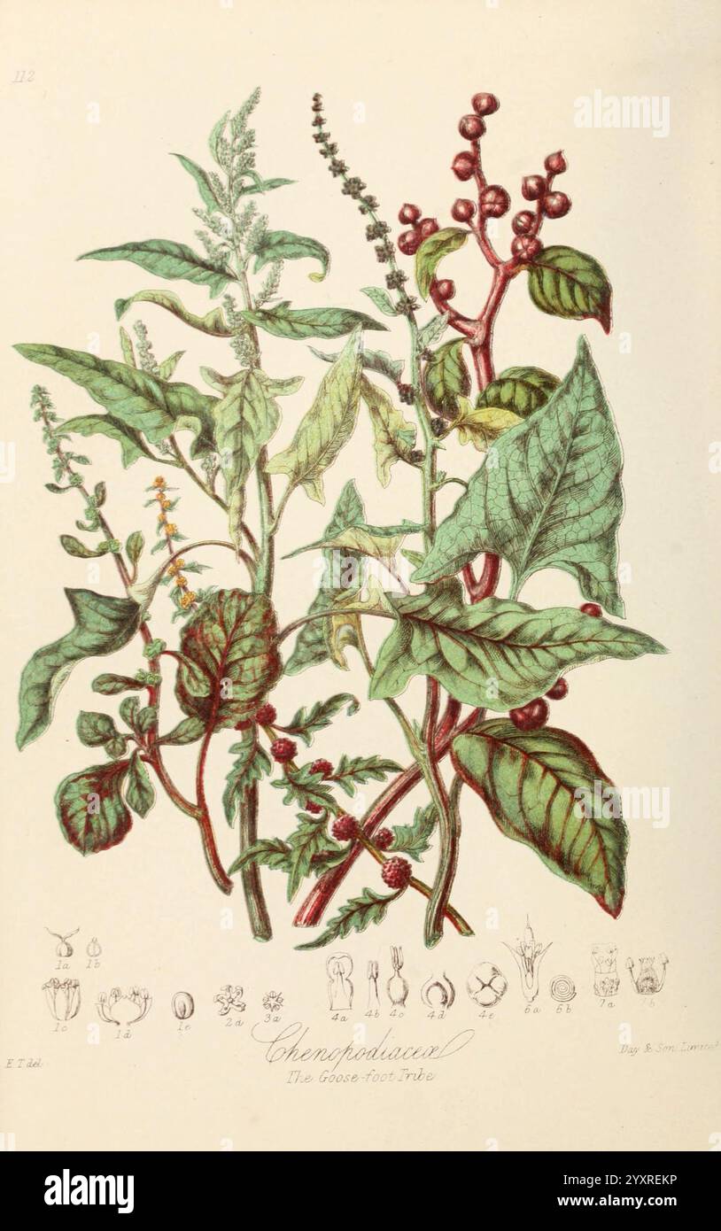 Illustrations of the Natural Orders of Plants with Groups and ...